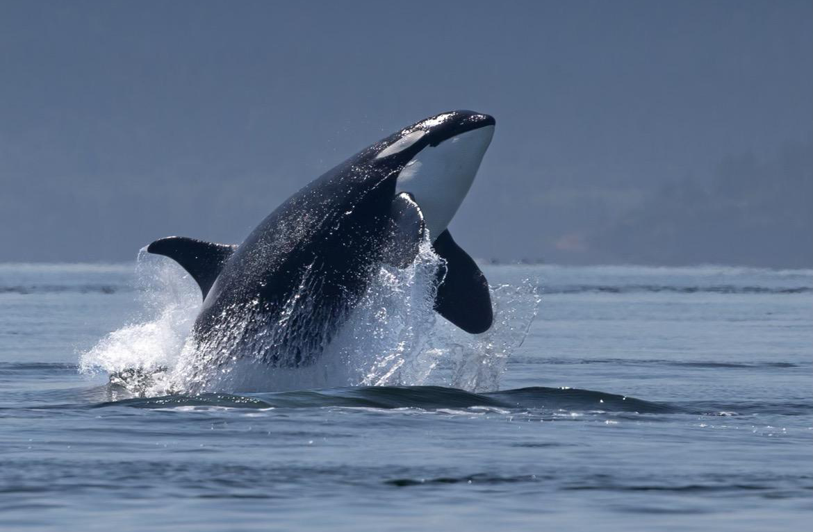 Landmark Court Victory for SRKW and Wild Chinook